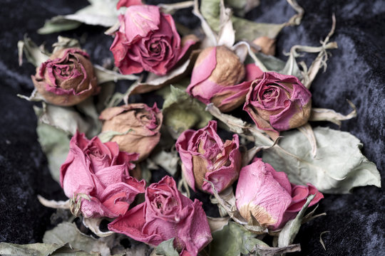 รูปภาพVerwesung – เลือกดูภาพถ่ายสต็อก เวกเตอร์ และวิดีโอ735 | Adobe Stock