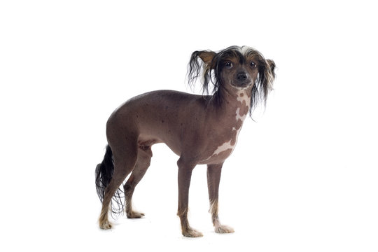 "Chinese Temple Dog" Images – Browse 82 Stock Photos, Vectors, and ...