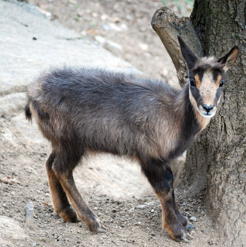 Izard Images – Parcourir 749 le catalogue de photos, vecteurs et vidéos ...