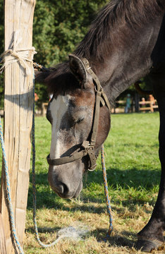 「Bourrin」の写真素材 | 88件の無料イラスト画像 | Adobe Stock
