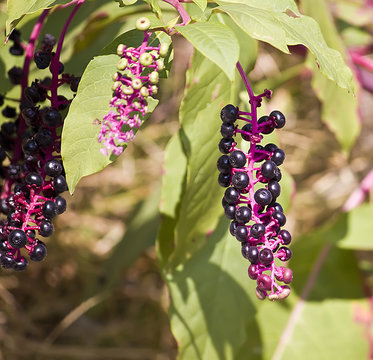 「Wildbeeren」の画像 - 599 件の Stock 写真、ベクターおよびビデオ | Adobe Stock