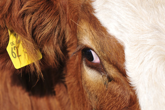 「Kuh-Fell」の写真素材 | 6,253件の無料イラスト画像 | Adobe Stock