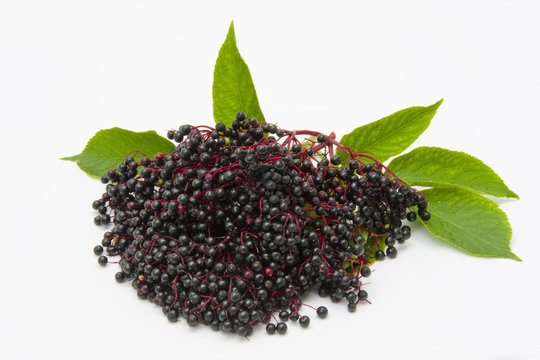 Holunderbeere bilder – Bläddra bland 307 stockfoton, vektorer och ...