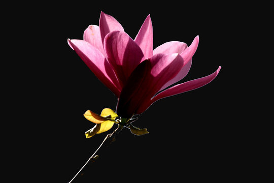 Polovnia Images – Browse 1 Stock Photos, Vectors, and Video | Adobe Stock