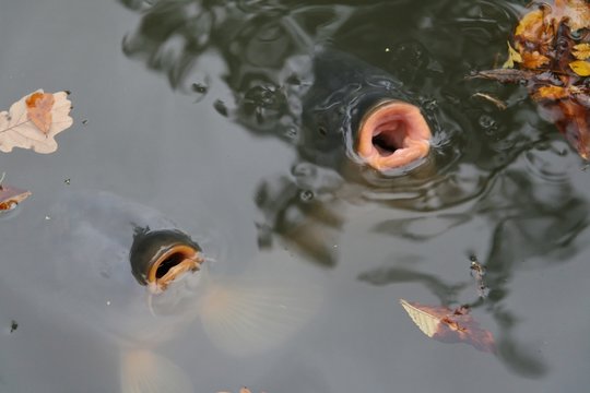 รูปภาพSchnappen – เลือกดูภาพถ่ายสต็อก เวกเตอร์ และวิดีโอ848 | Adobe Stock