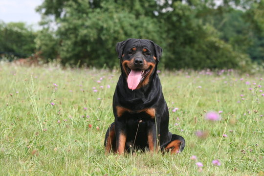 Rottweiller Images – Browse 35,772 Stock Photos, Vectors, and Video ...