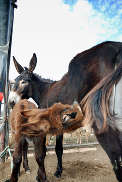 Borrico Images – Browse 62 Stock Photos, Vectors, and Video | Adobe Stock