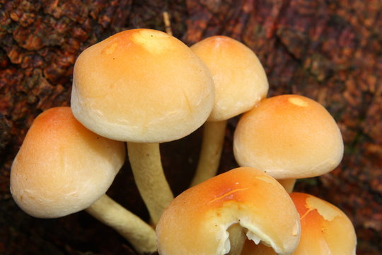 รูปภาพCarpophore – เลือกดูภาพถ่ายสต็อก เวกเตอร์ และวิดีโอ441 | Adobe Stock