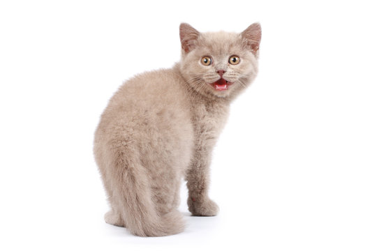 รูปภาพMewing – เลือกดูภาพถ่ายสต็อก เวกเตอร์ และวิดีโอ120,843 | Adobe Stock