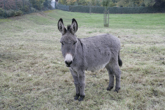 「Bourrique」の画像 - 273 件の Stock 写真、ベクターおよびビデオ | Adobe Stock