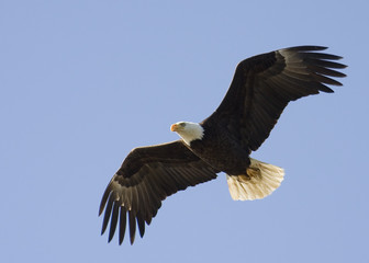 Eagle photos, royalty-free images, graphics, vectors & videos | Adobe Stock