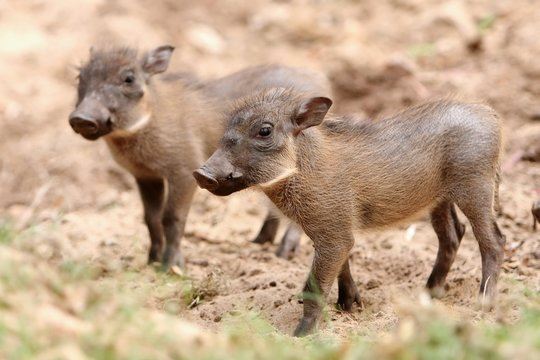 Baby Warthog Cute