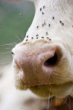 Meugle 画像 - 参照 7 Stock 写真、ベクターおよびビデオ | Adobe Stock