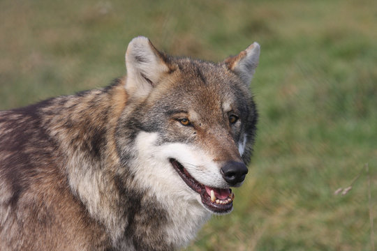 "Canis Lupus Lupus" Bilder – Durchsuchen 4,627 Archivfotos ...