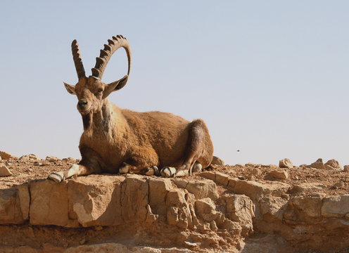รูปภาพBouc – เลือกดูภาพถ่ายสต็อก เวกเตอร์ และวิดีโอ1,669 | Adobe Stock