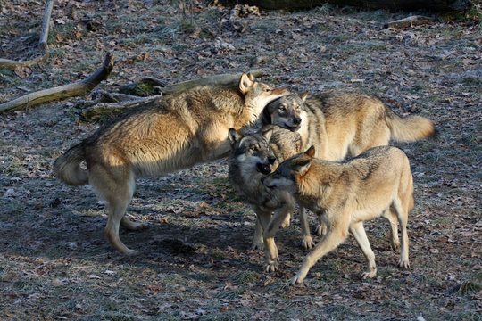 「Isegrim」の画像 - 239 件の Stock 写真、ベクターおよびビデオ | Adobe Stock