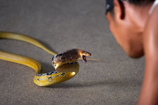 "Snake Attack" Images – Browse 2,520 Stock Photos, Vectors, and Video ...