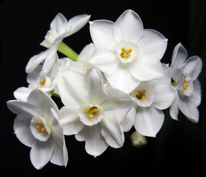 รูปภาพPaperwhite – เลือกดูภาพถ่ายสต็อก เวกเตอร์ และวิดีโอ1,098 | Adobe ...