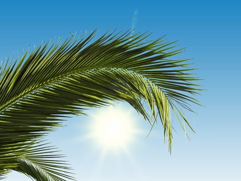 รูปภาพPalmiste – เลือกดูภาพถ่ายสต็อก เวกเตอร์ และวิดีโอ453 | Adobe Stock