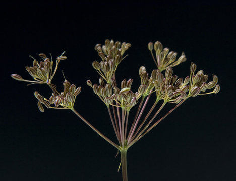 Dolde bilder – Bläddra bland 3,039 stockfoton, vektorer och videor ...