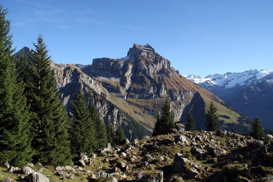 Imágenes de Hahnen: descubre bancos de fotos, ilustraciones, vectores y ...