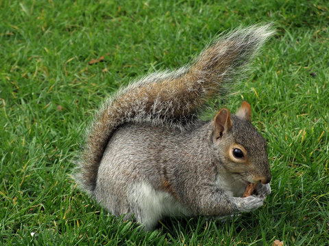 Tierchen bilder – Bläddra bland 386 stockfoton, vektorer och videor ...