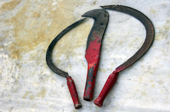 "Pruning Hook" Images – Browse 36,541 Stock Photos, Vectors, and Video ...