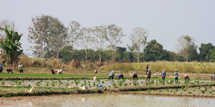 รูปภาพRiziculture – เลือกดูภาพถ่ายสต็อก เวกเตอร์ และวิดีโอ530 | Adobe Stock