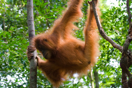 รูปภาพMenschenaffe – เลือกดูภาพถ่ายสต็อก เวกเตอร์ และวิดีโอ2,275 ...