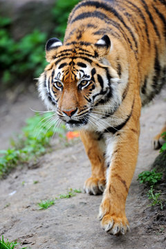 Tigr Images – Browse 853 Stock Photos, Vectors, and Video | Adobe Stock