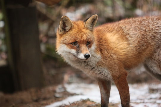 Fuchs 이미지 – 찾아보기 17,046 스톡 사진, 벡터 및 비디오 | Adobe Stock