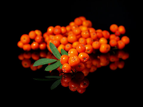 รูปภาพRowan-Berry – เลือกดูภาพถ่ายสต็อก เวกเตอร์ และวิดีโอ3,164 | Adobe ...