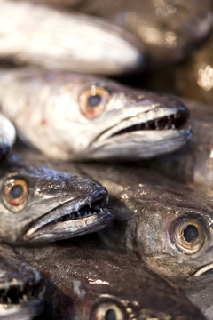 Merluchon Images – Browse 58 Stock Photos, Vectors, and Video | Adobe Stock