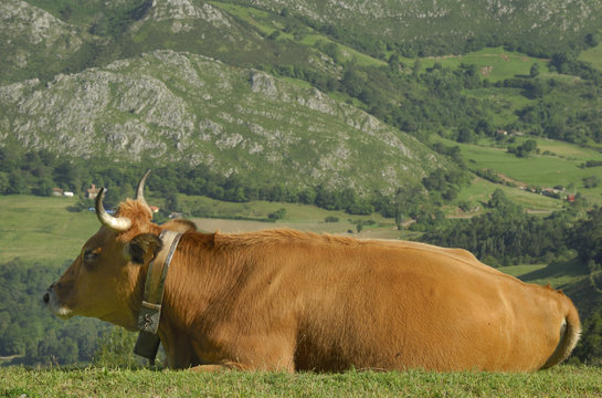 "Vaca Images – Browse 35,024 Stock Photos, Vectors, and Video | Adobe Stock