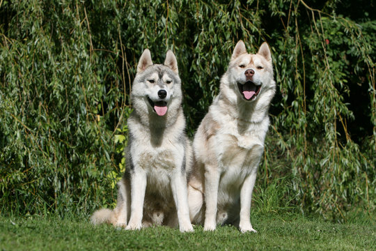 「Husly」の写真素材 | 6件の無料イラスト画像 | Adobe Stock