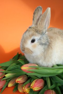 Osterkorb bilder – Bläddra bland 5,202 stockfoton, vektorer och videor ...