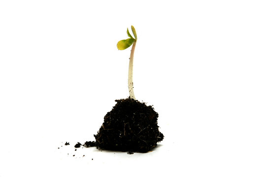 Pousse Images – Browse 6,330 Stock Photos, Vectors, and Video | Adobe Stock