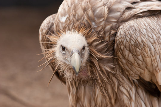 Pleitegeier-Bilder: Stock-Fotos & -Videos. | Adobe Stock