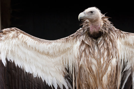 Aasgeier bilder – Bläddra bland 275 stockfoton, vektorer och videor ...