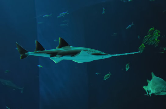 Requin - Images et vidéos libres de droits | Adobe Stock