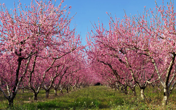 Fruitiers Images – Browse 753 Stock Photos, Vectors, and Video | Adobe ...