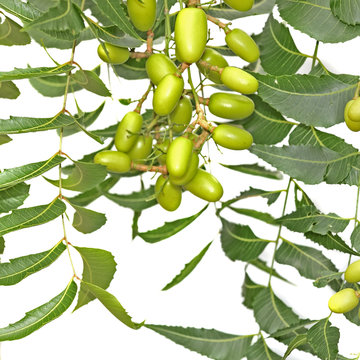 Margousier Images – Browse 55 Stock Photos, Vectors, and Video | Adobe ...