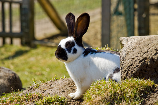 Stallhasen Bilder – Durchsuchen 493 Archivfotos, Vektorgrafiken und ...