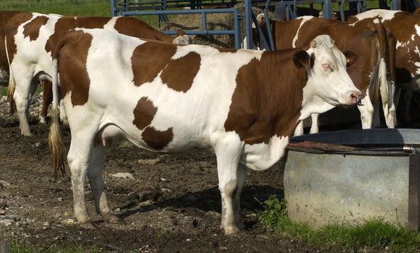 "Vach Bilder – Durchsuchen 316 Archivfotos, Vektorgrafiken und Videos ...