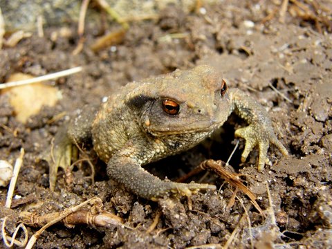 「Coasser」の画像 - 105 件の Stock 写真、ベクターおよびビデオ | Adobe Stock