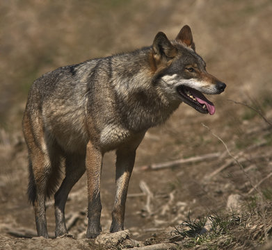 「Isegrim」の写真素材 | 266件の無料イラスト画像 | Adobe Stock