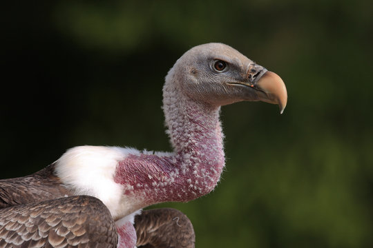 Pleitegeier-Bilder: Stock-Fotos & -Videos. | Adobe Stock