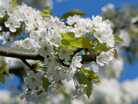 รูปภาพPrunus – เลือกดูภาพถ่ายสต็อก เวกเตอร์ และวิดีโอ101,422 | Adobe Stock