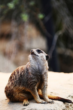 Mangust Images – Browse 36 Stock Photos, Vectors, and Video | Adobe Stock