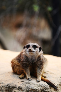 「Mangust」の写真素材 | 37件の無料イラスト画像 | Adobe Stock